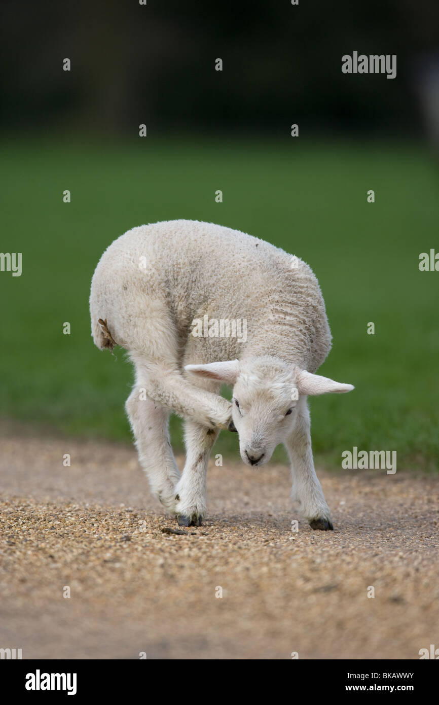 Young Lamb scratching Stock Photo - Alamy