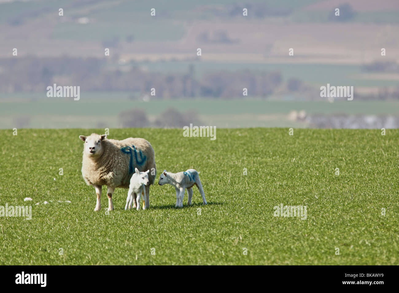 Spring lambs in green pasture field on sunny day Stock Photo - Alamy