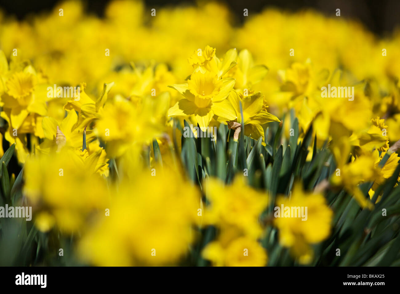 Daffodils in full bloom Stock Photo - Alamy