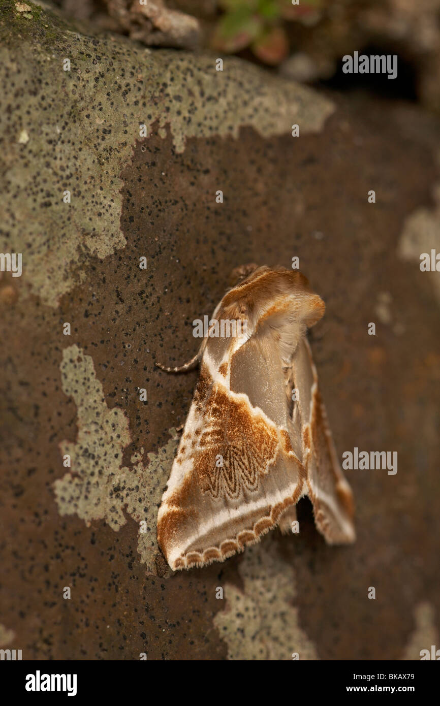 Buff Arches (Habrosyne pyritoides) moth Stock Photo - Alamy