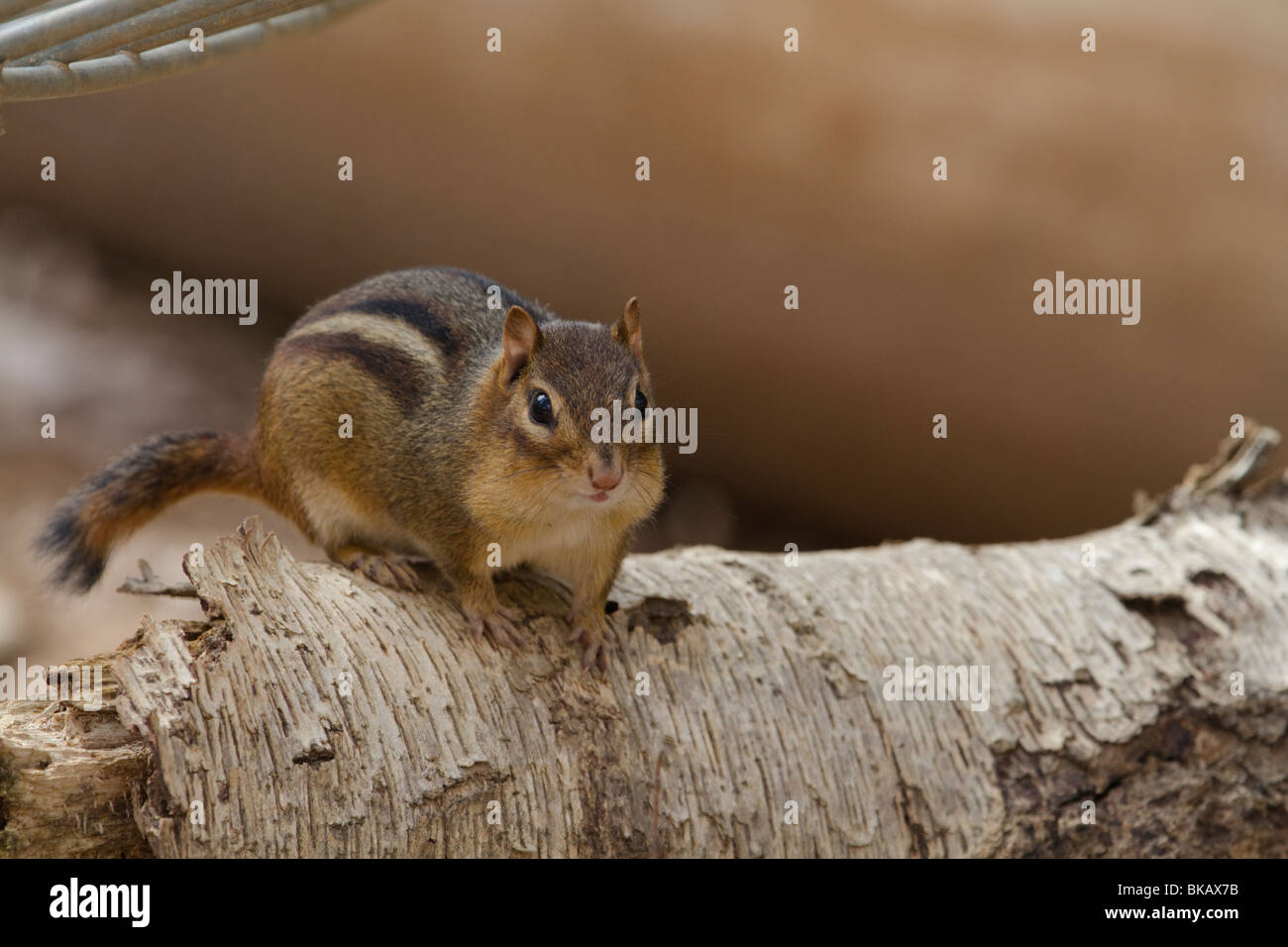 The chipmunk on the fallen tree, closeup. Lilburn, Georgia, USA Stock ...