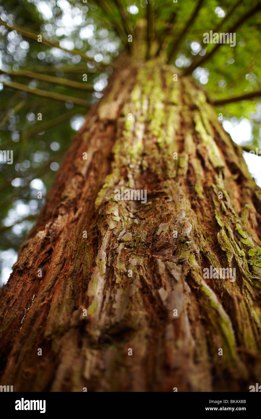 Giant redwood tree hi-res stock photography and images - Alamy