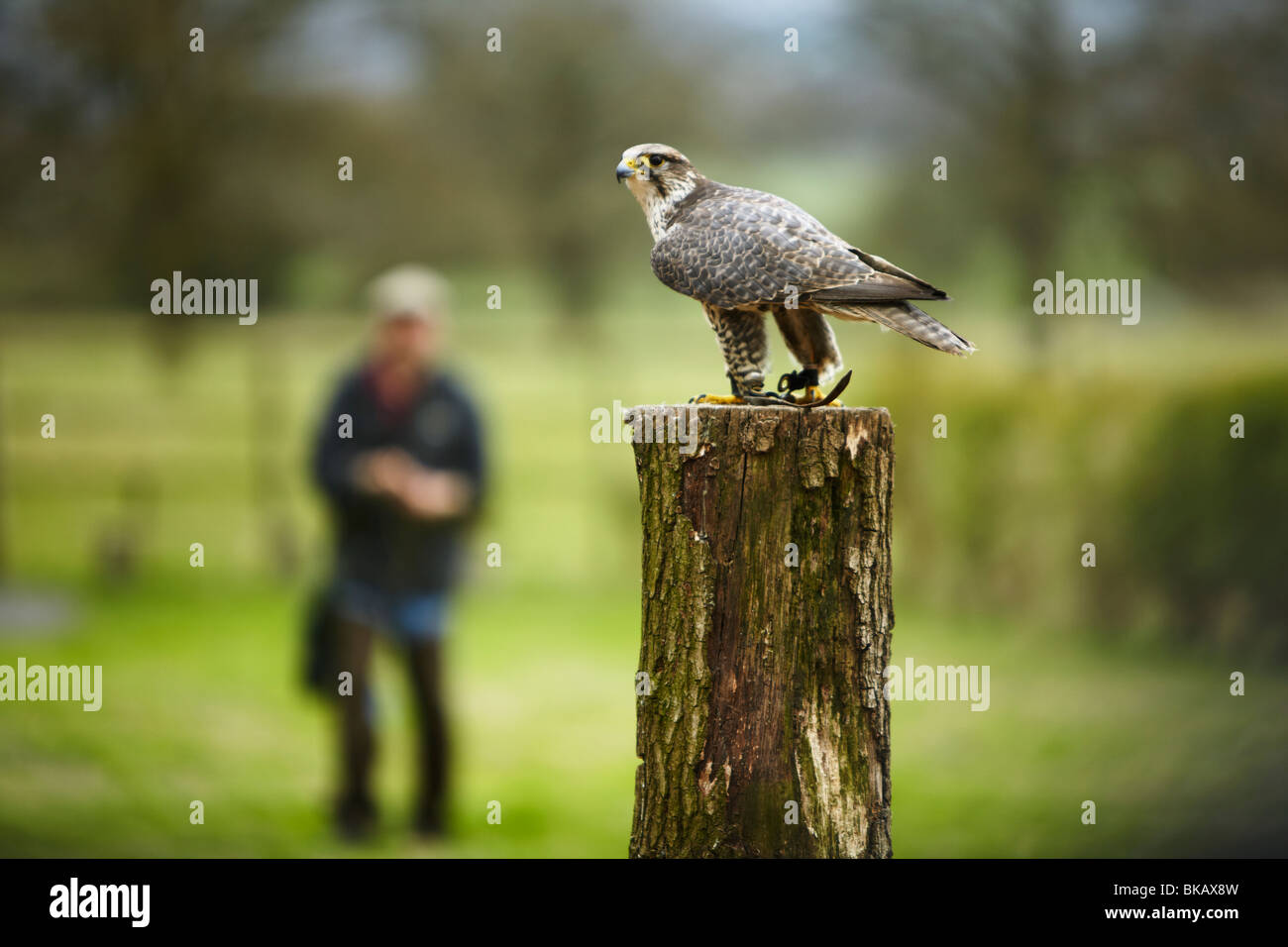 a hawk at a falconry centre Stock Photo - Alamy