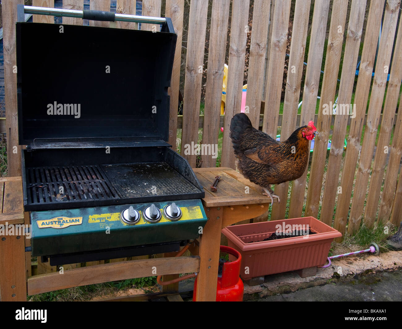 Chicken alive hi-res stock photography and images - Alamy