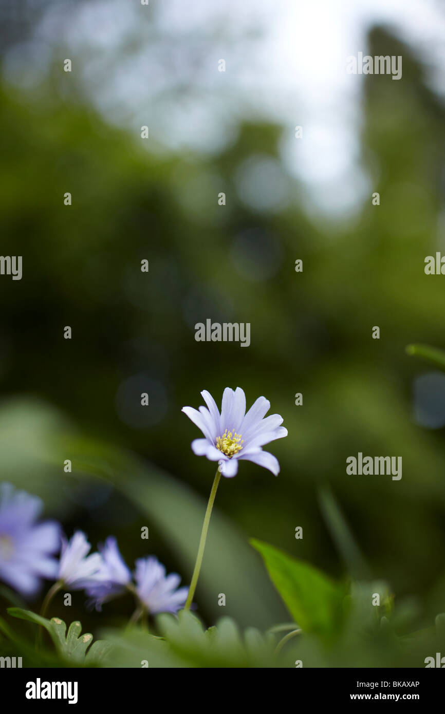 a single daisy Stock Photo - Alamy