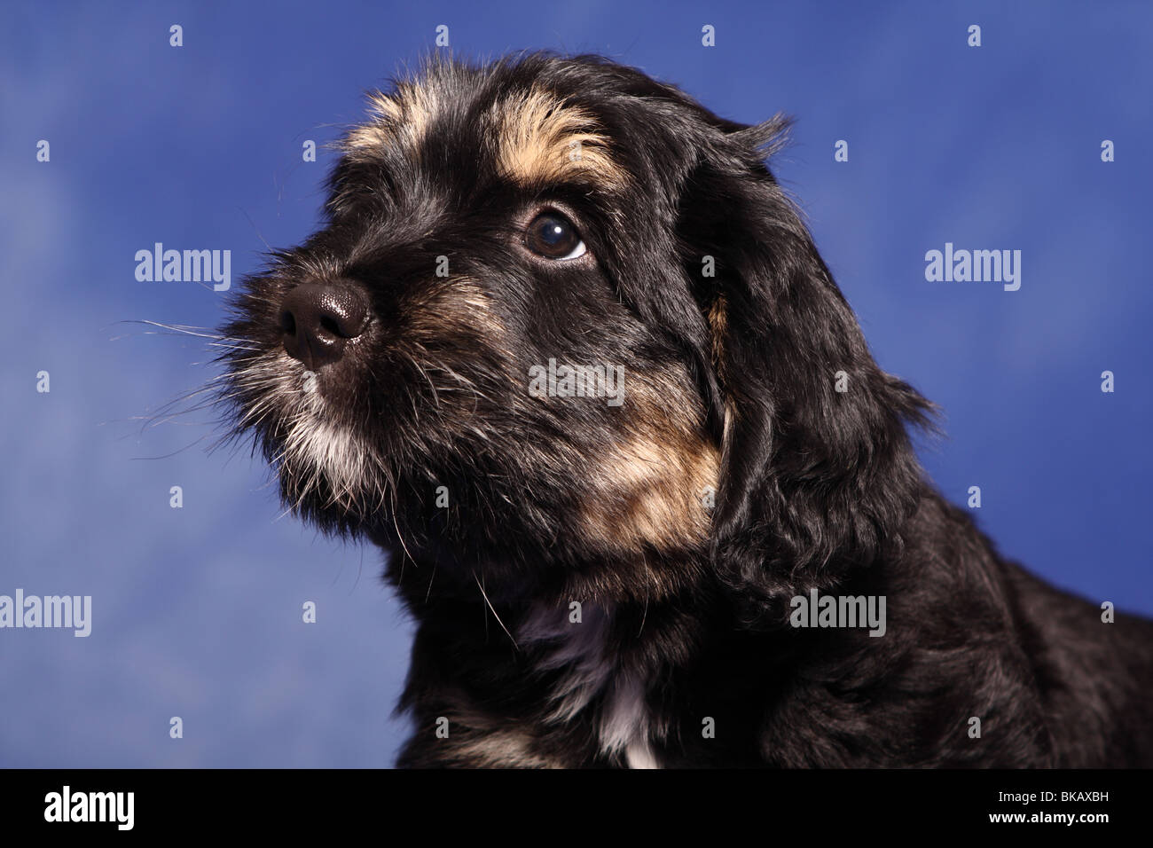 Portuguese shepherd dog hi-res stock photography and images - Alamy