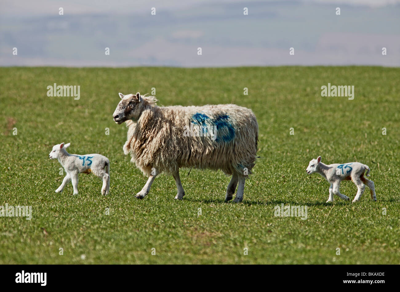 Spring lambs in green pasture field on sunny day Stock Photo - Alamy