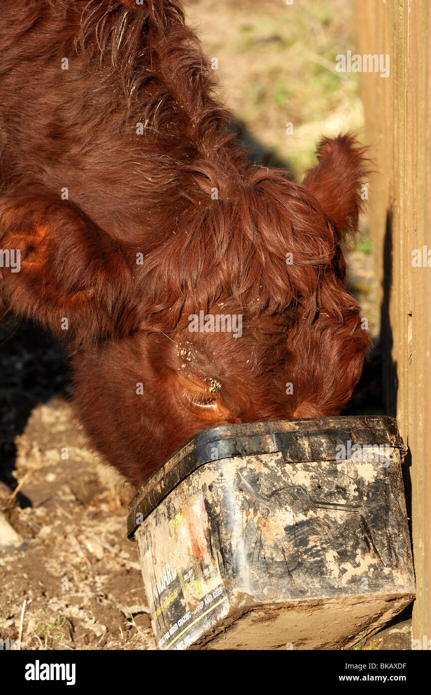 Cow head bucket hi-res stock photography and images - Alamy