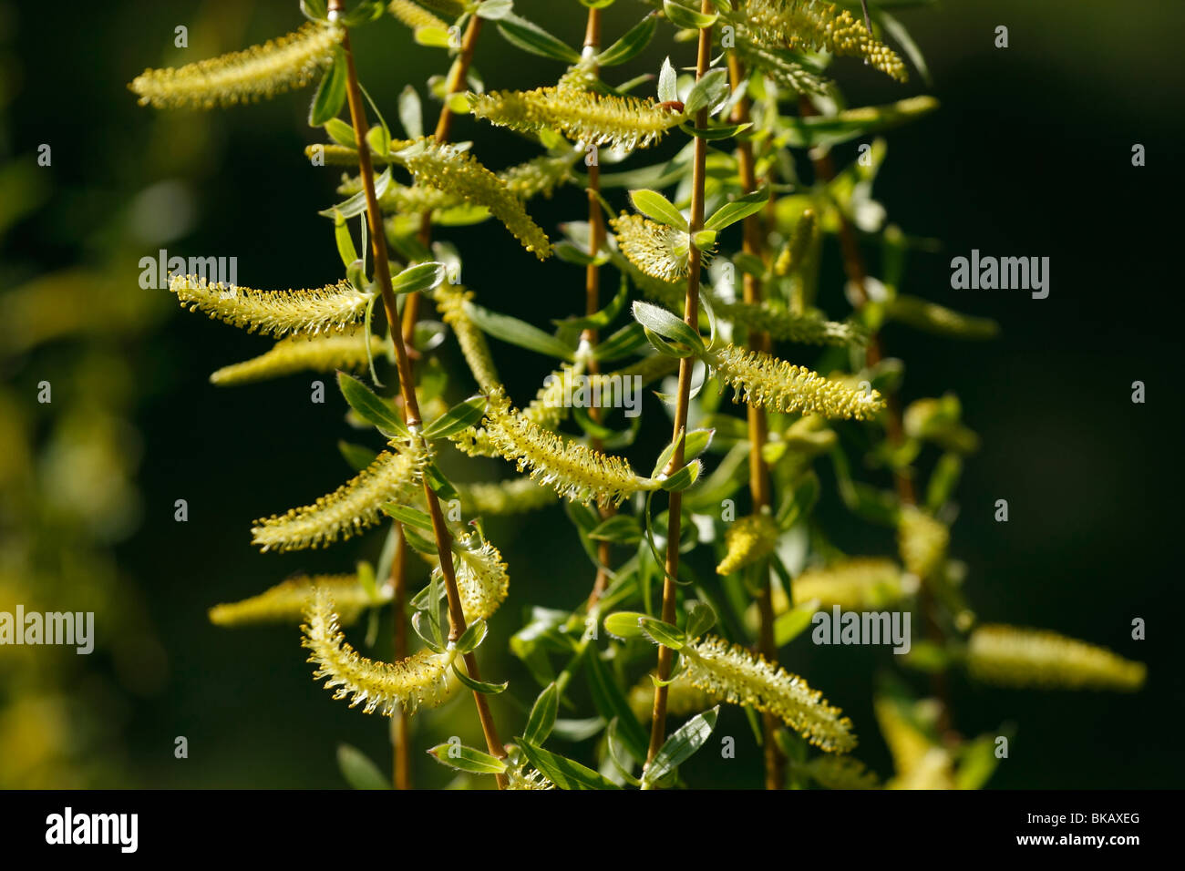 flowers of willow Stock Photo - Alamy