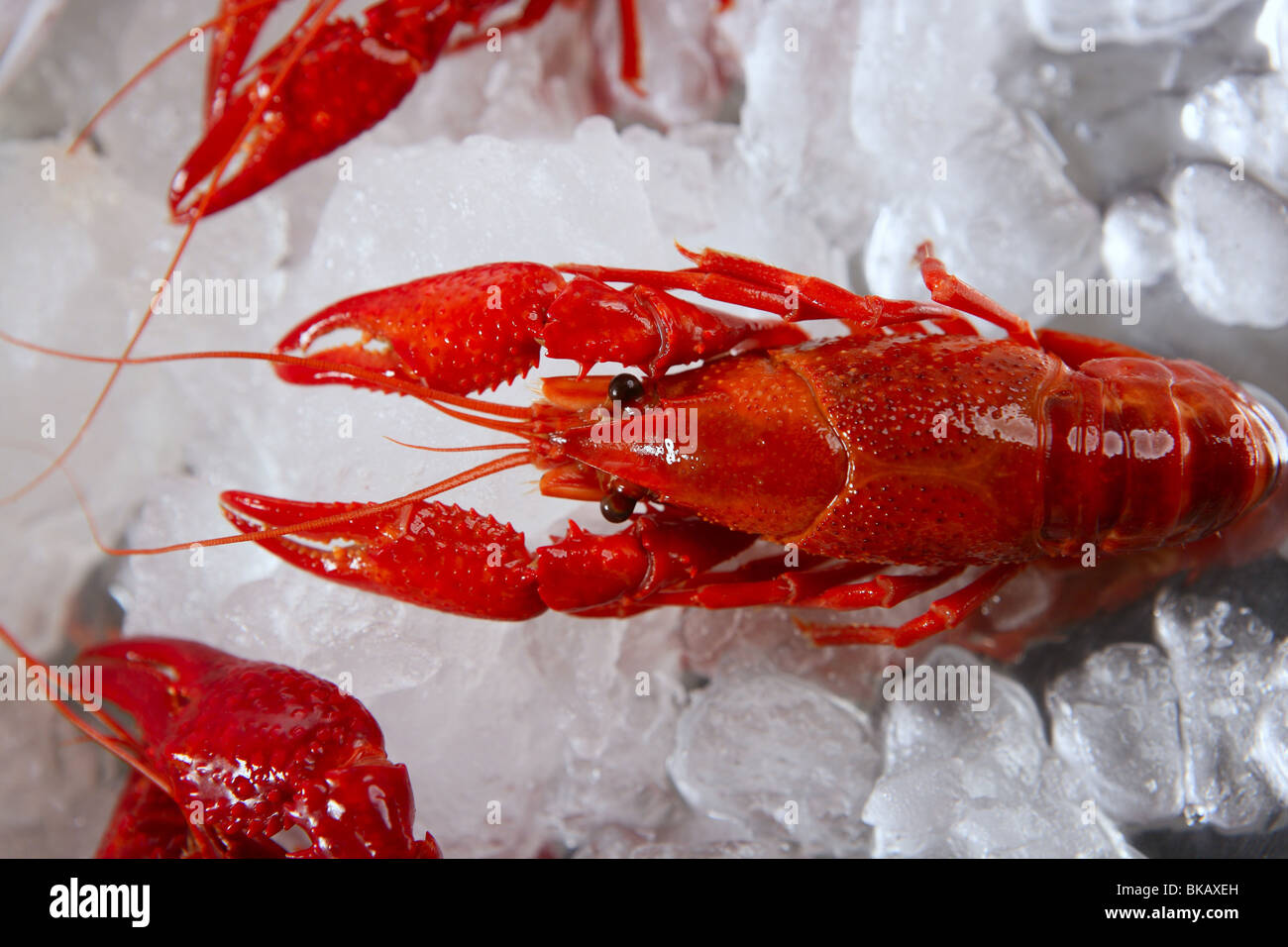 River vivid red color crabs over market ice Stock Photo - Alamy