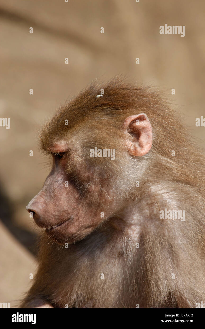 Alpha baboon hi-res stock photography and images - Alamy