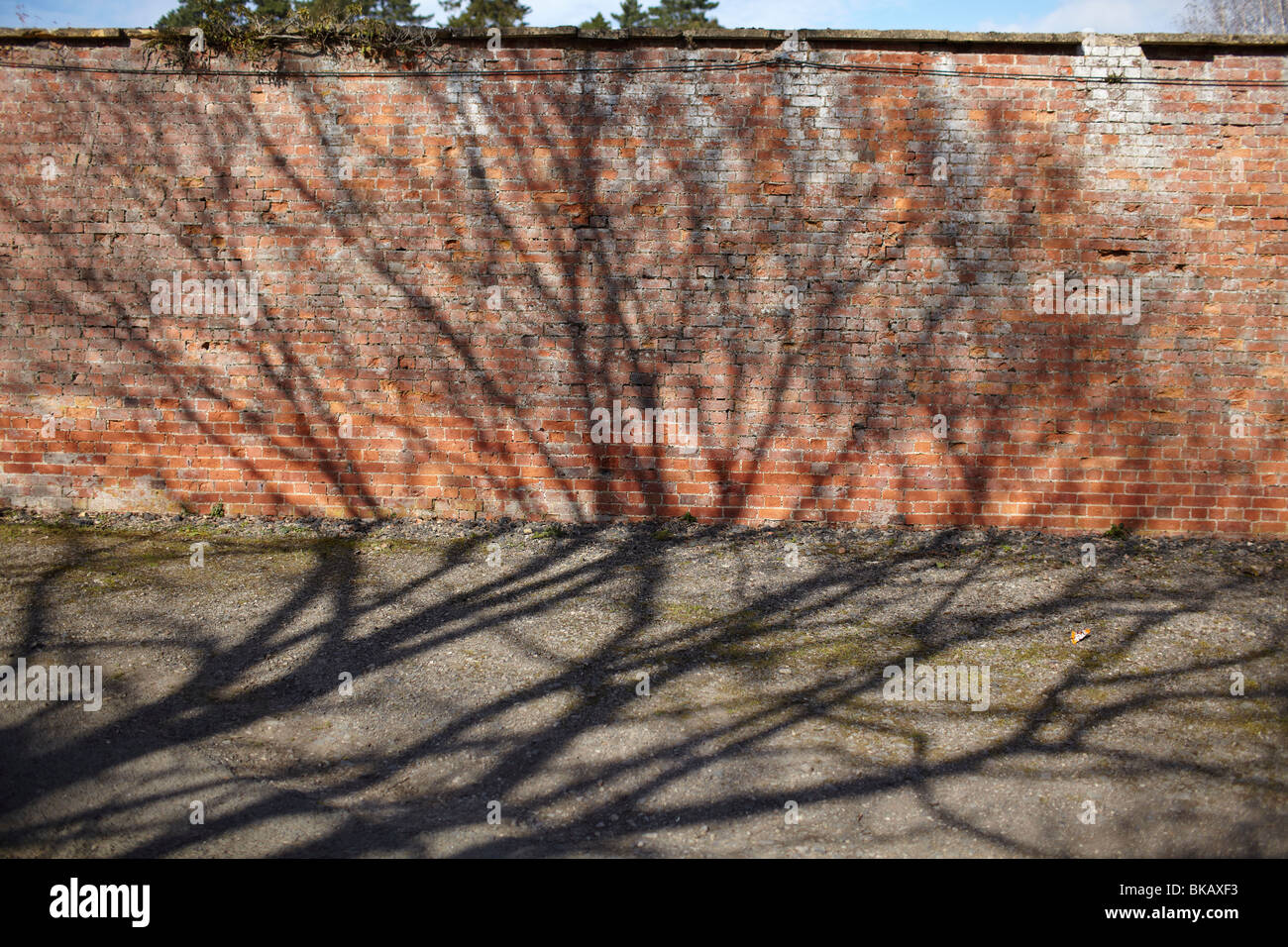 Tree shadow wall hi-res stock photography and images - Alamy