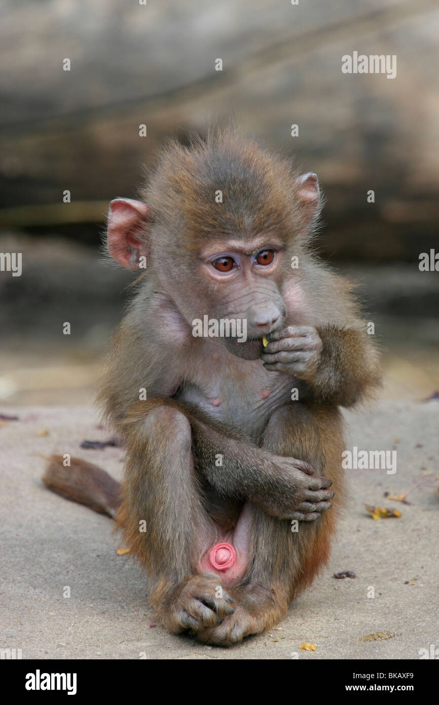 Baby baboon hi-res stock photography and images - Alamy