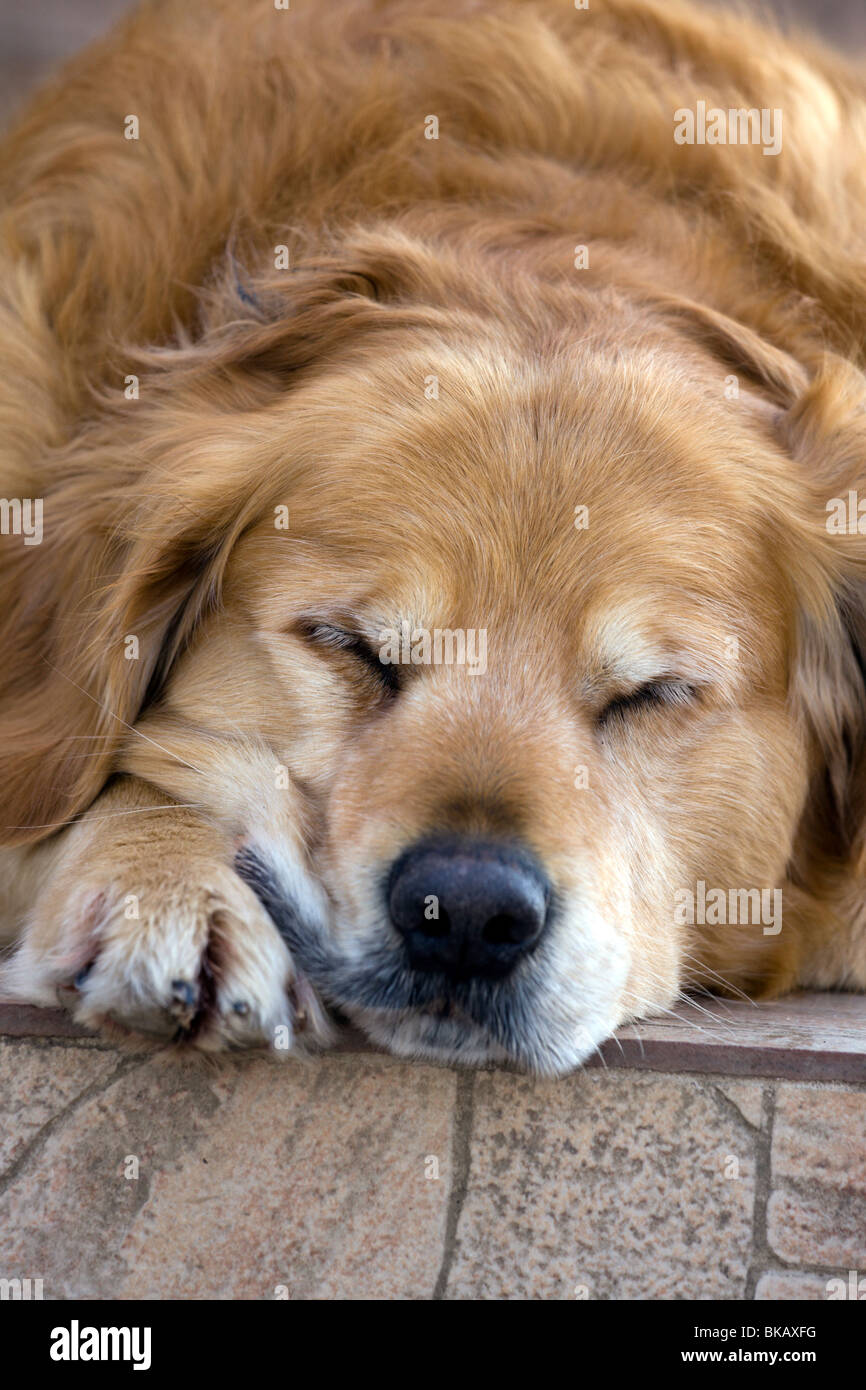 Tired golden retriever hi-res stock photography and images - Alamy