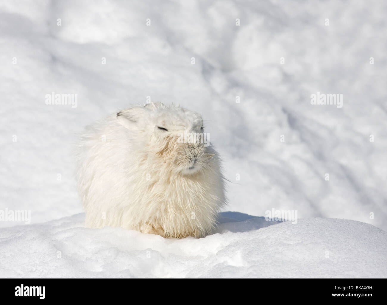 Animal sleeping winter hi-res stock photography and images - Alamy