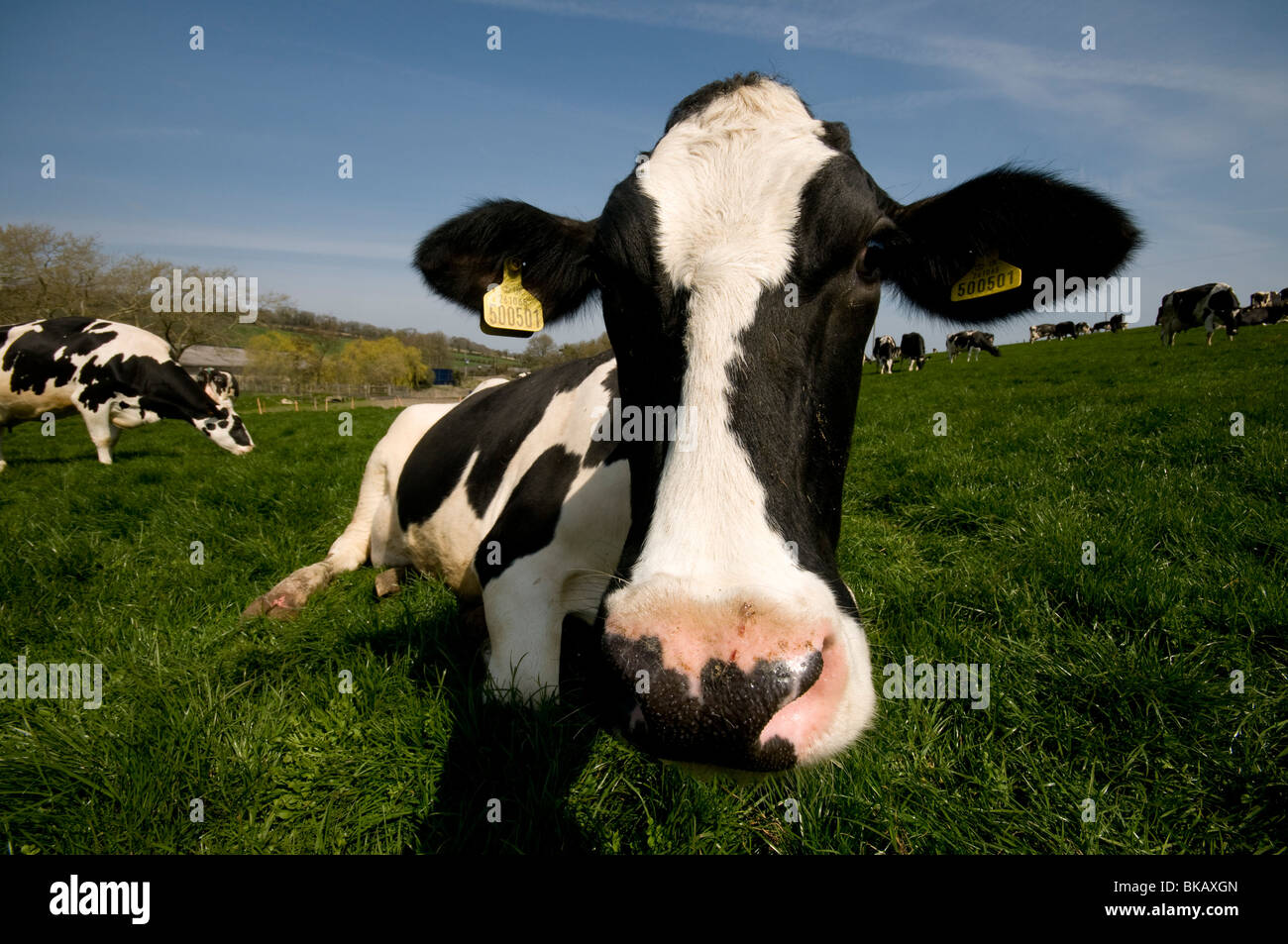 friesian Dairy Cows in field Elham valley kent looking at camera Stock ...
