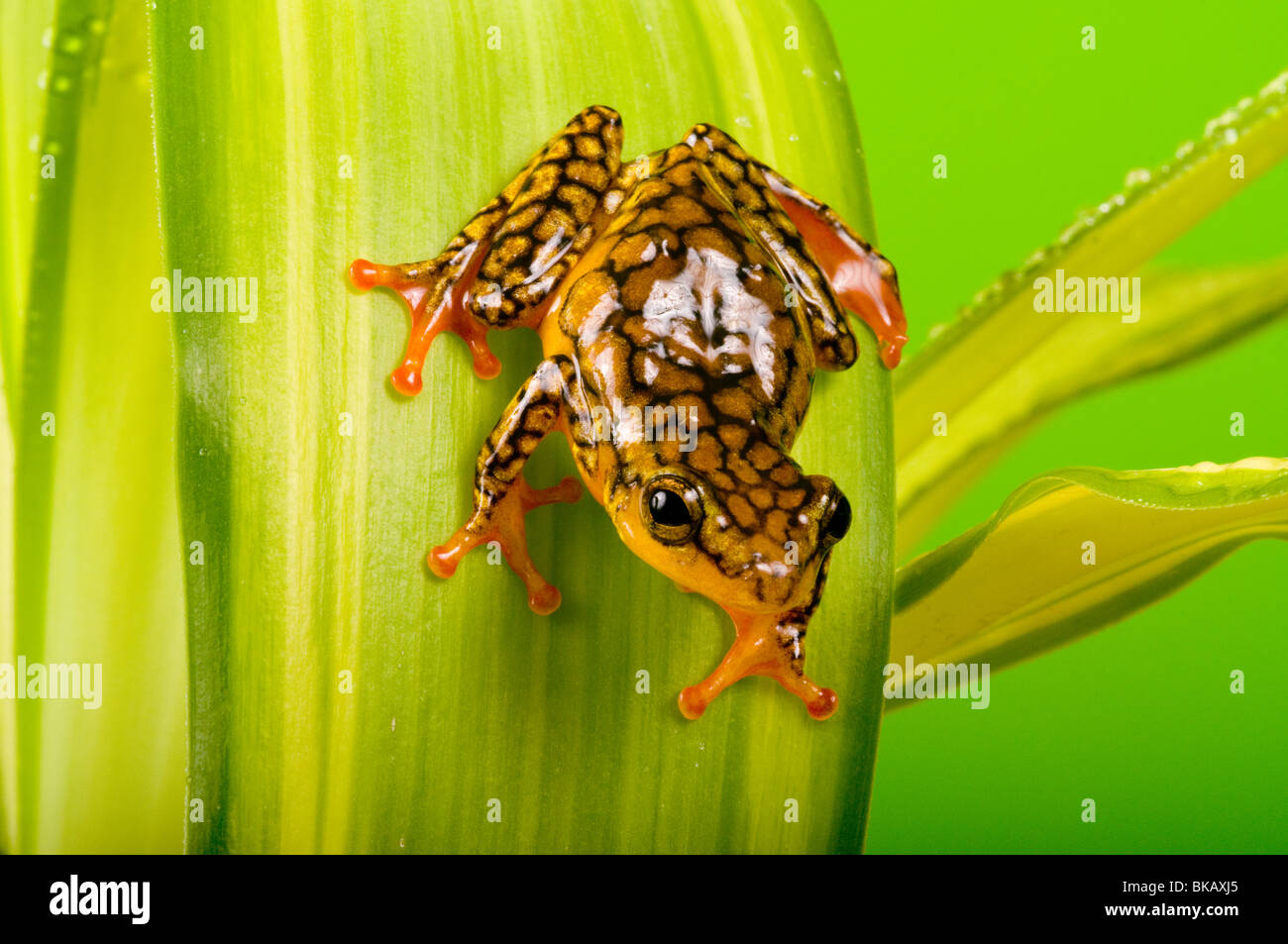 Sedge frog hi-res stock photography and images - Alamy
