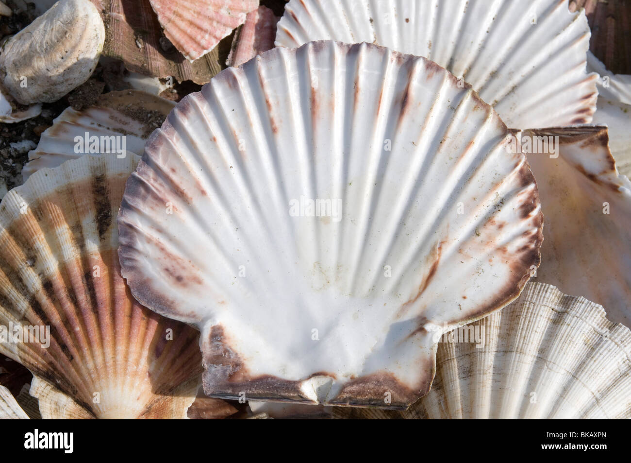 Scallop Shells on beach Stock Photo - Alamy