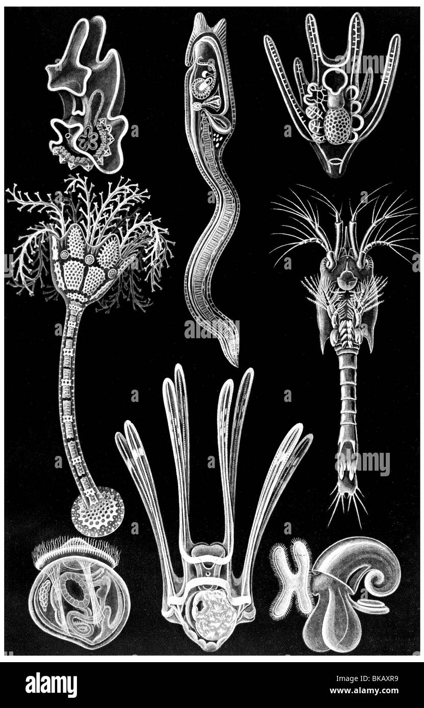 Graphics animals Black and White Stock Photos & Images - Alamy