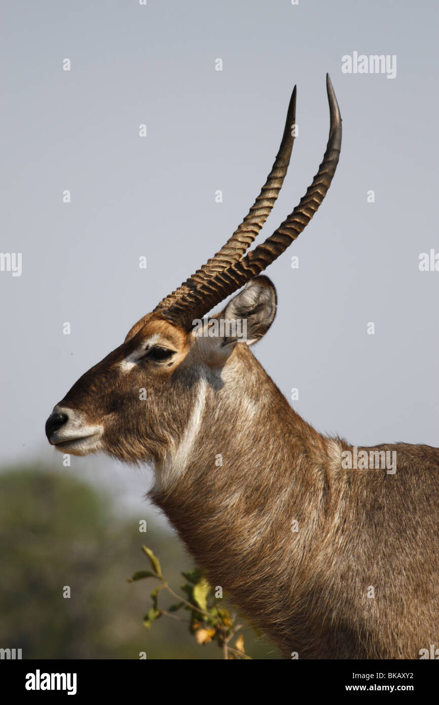 Common Waterbuck, Kruger Park, South Africa Stock Photo - Alamy