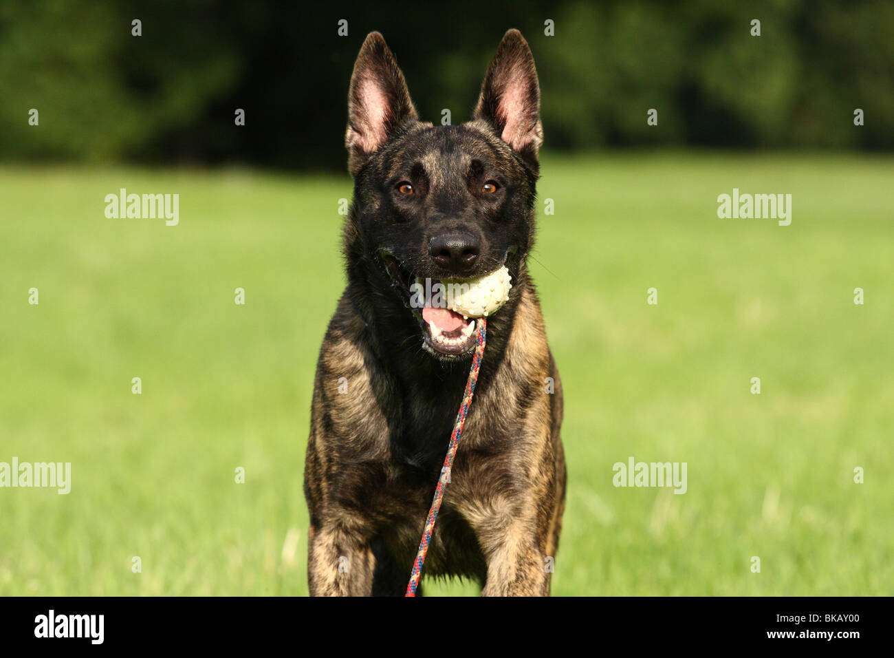 Dutch Shepherd Dog Stock Photo - Alamy
