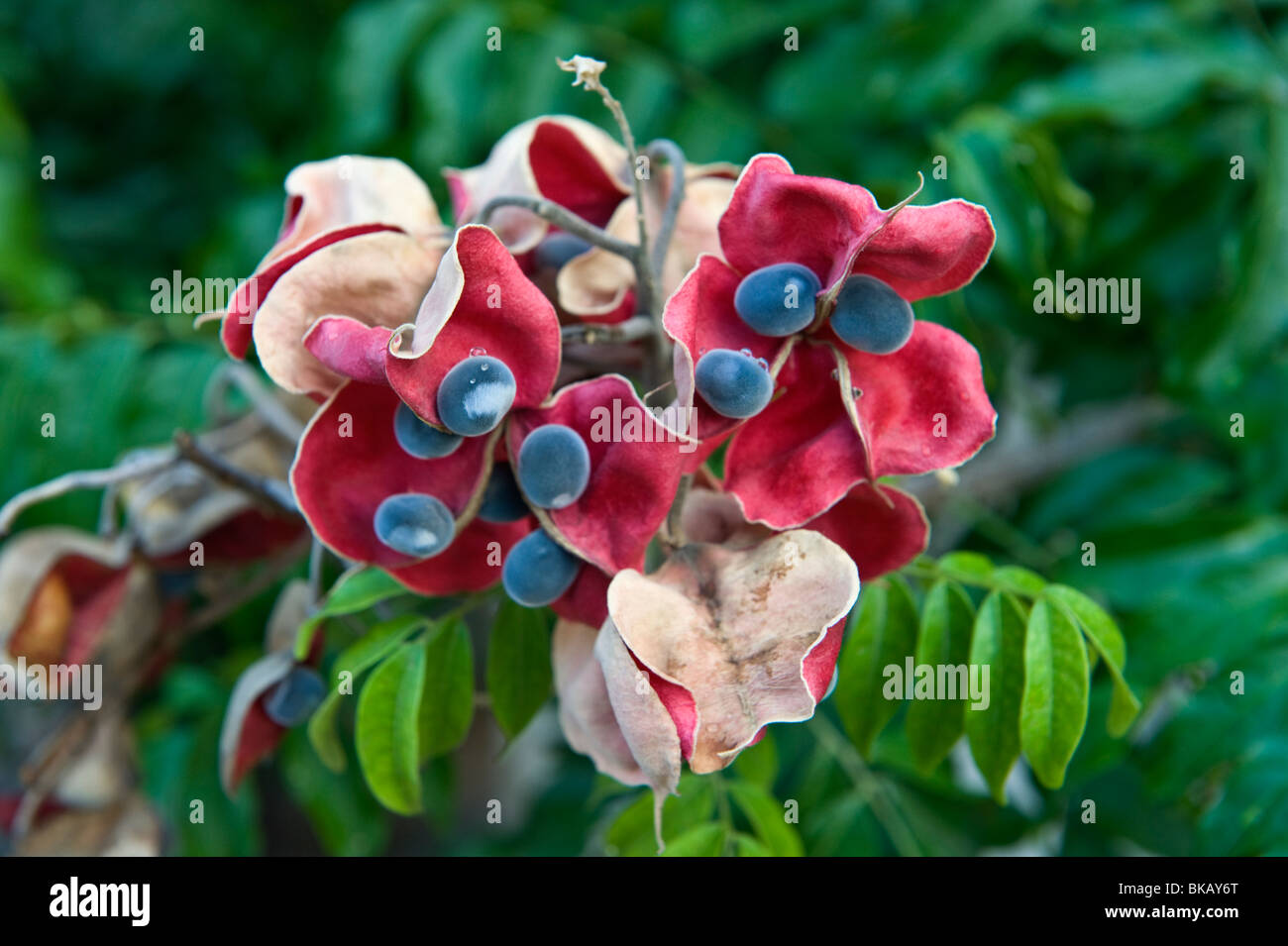 Black Pearl Tree (Majidea zanguebarica) seeds on tree St. Lucia ...
