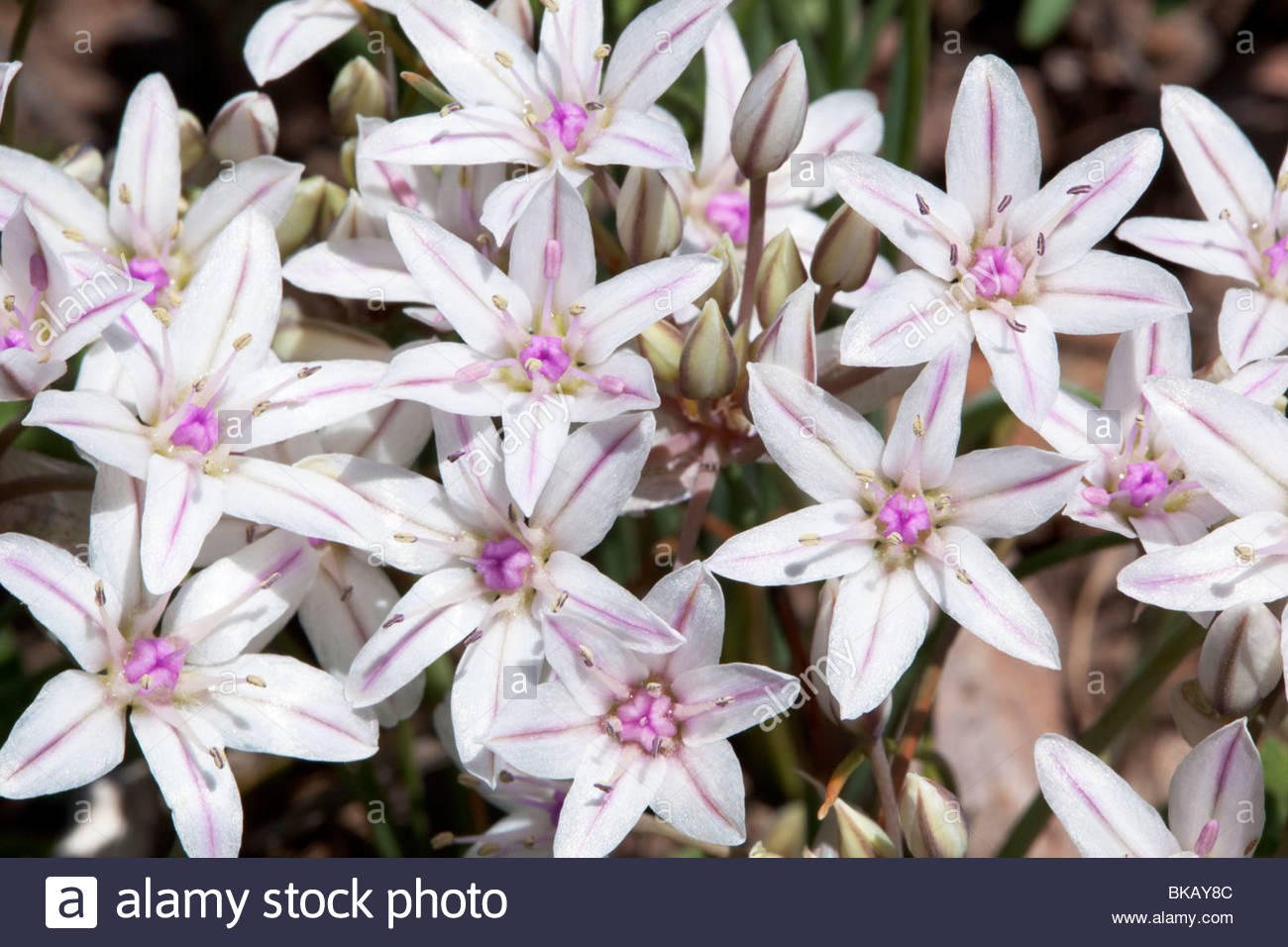 Wild Onion Plant Stock Photos & Wild Onion Plant Stock Images - Alamy