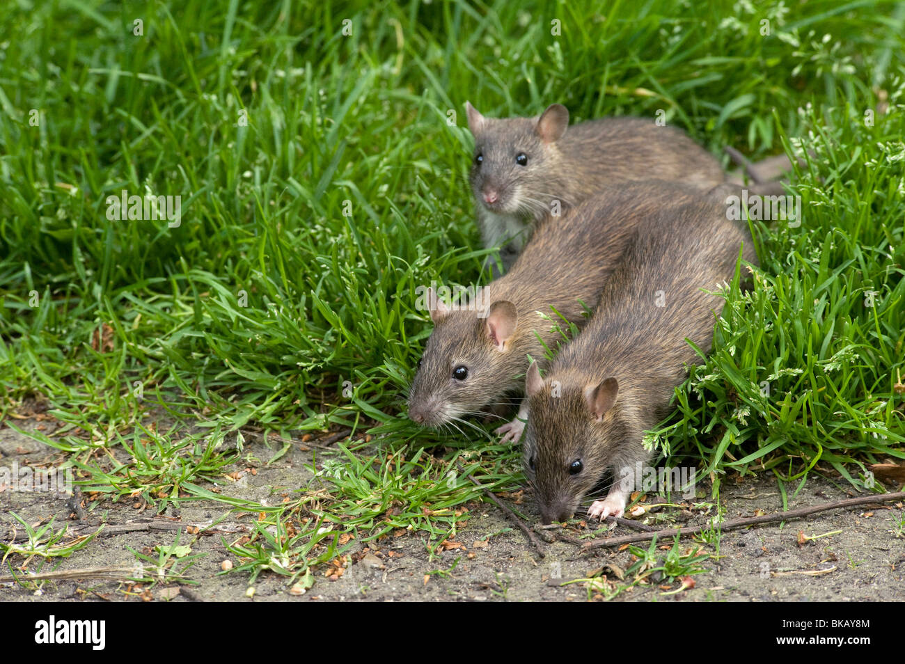 Three baby brown rats, Rattus norvegicus, emerge nerviously to forage ...
