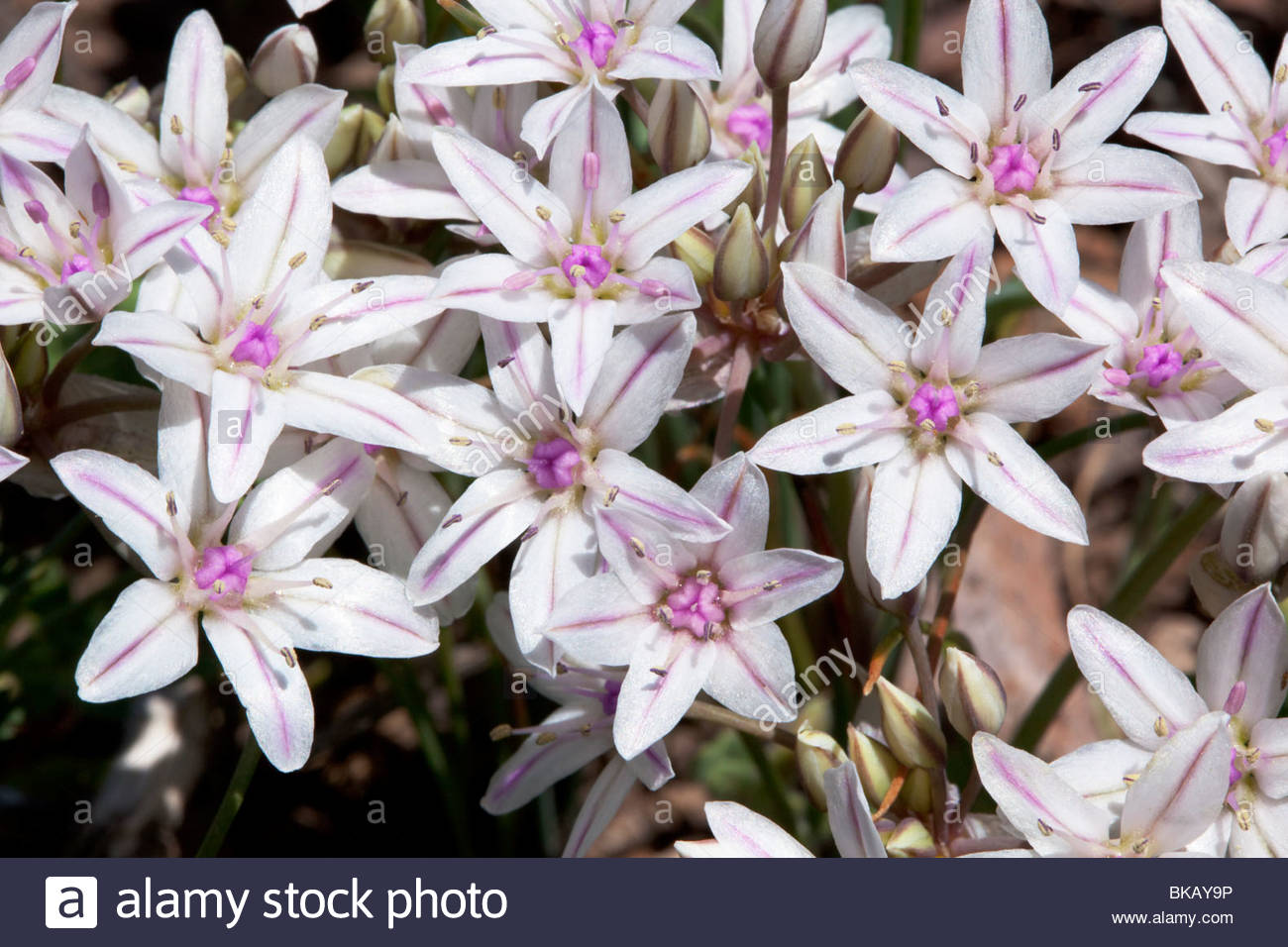 Wild Onion Plant Stock Photos & Wild Onion Plant Stock Images - Alamy