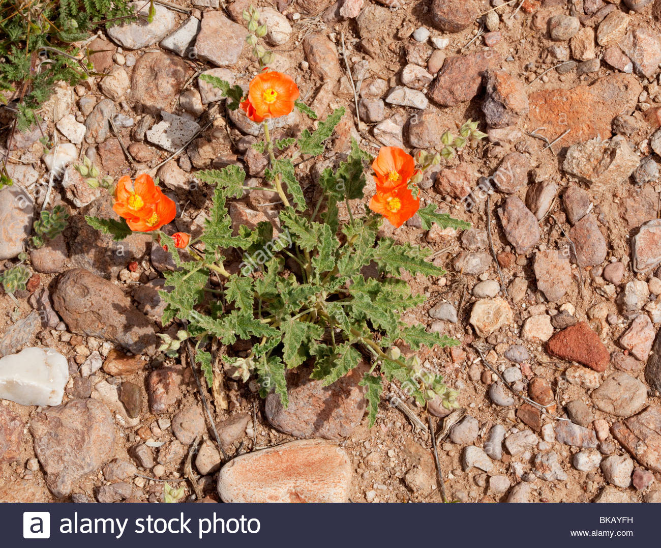 Globemallow Stock Photos & Globemallow Stock Images - Alamy