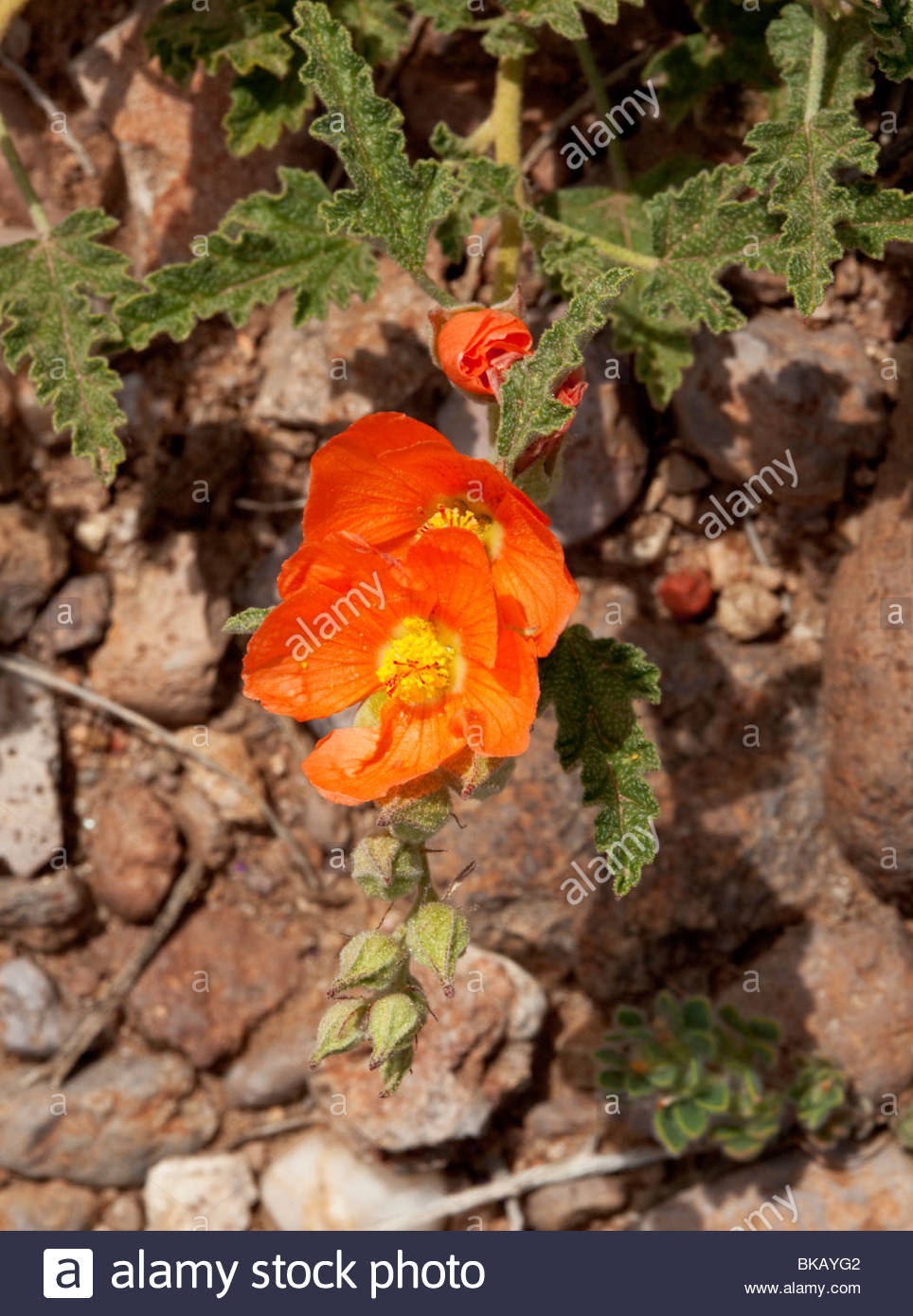 Globemallow Stock Photos & Globemallow Stock Images - Alamy