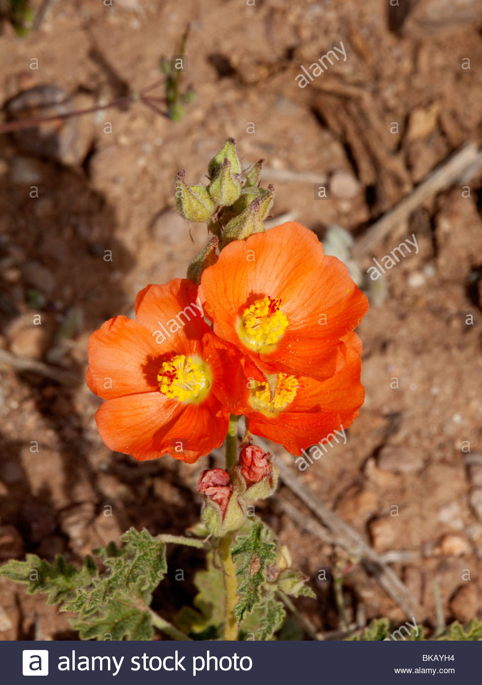 Globemallow Stock Photos & Globemallow Stock Images - Alamy