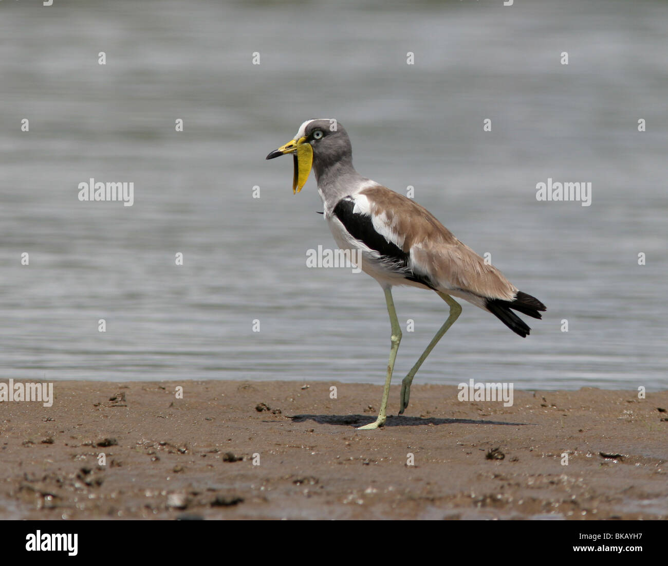 White headed plover or white crowned plover hi-res stock photography ...