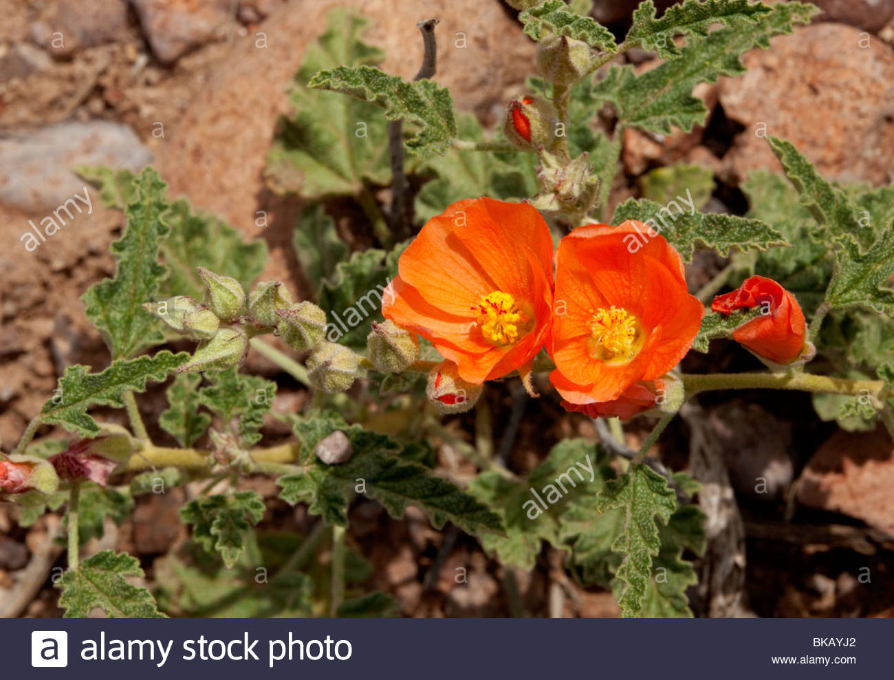 Globemallow Stock Photos & Globemallow Stock Images - Alamy