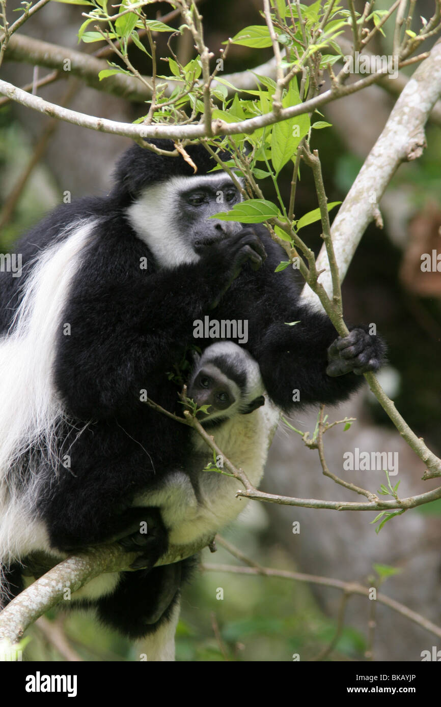 Baby monkey feeding hi-res stock photography and images - Alamy