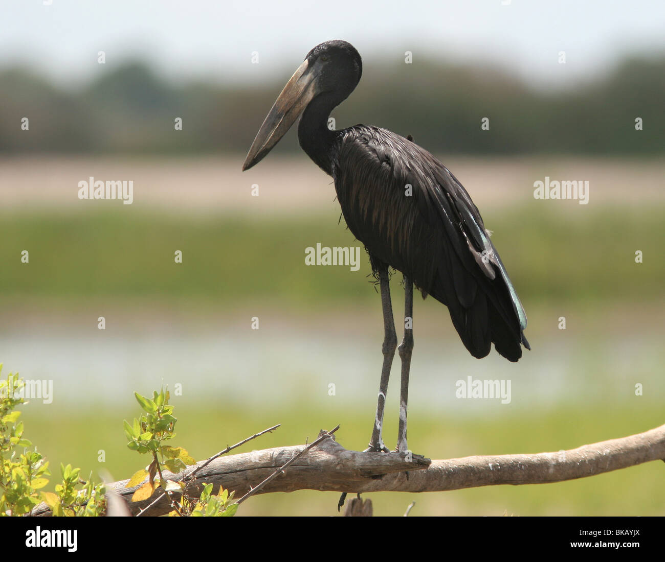 African open billed stork hi-res stock photography and images - Alamy