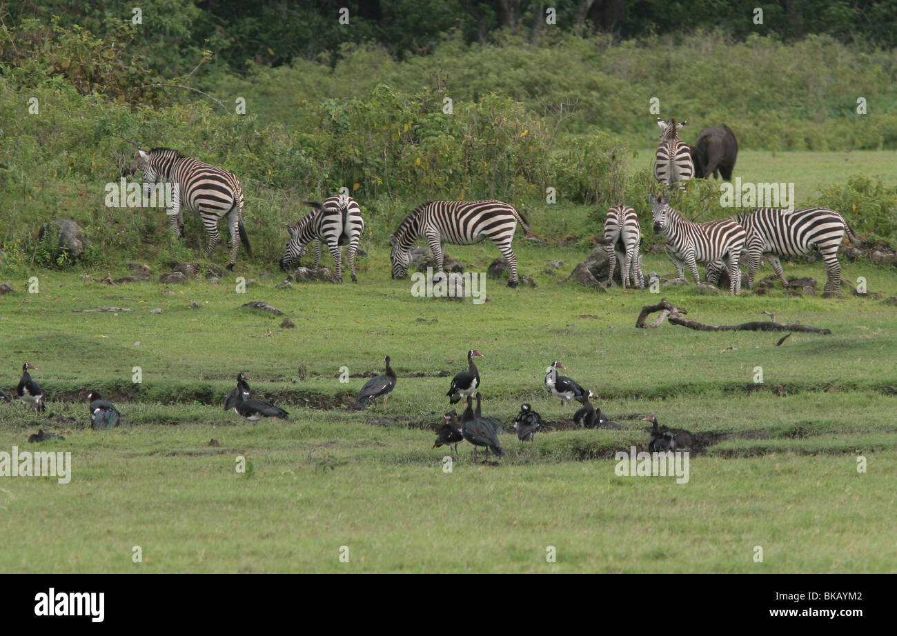 Zebra Geese Arusha National Park Tanzania Stock Photo - Alamy