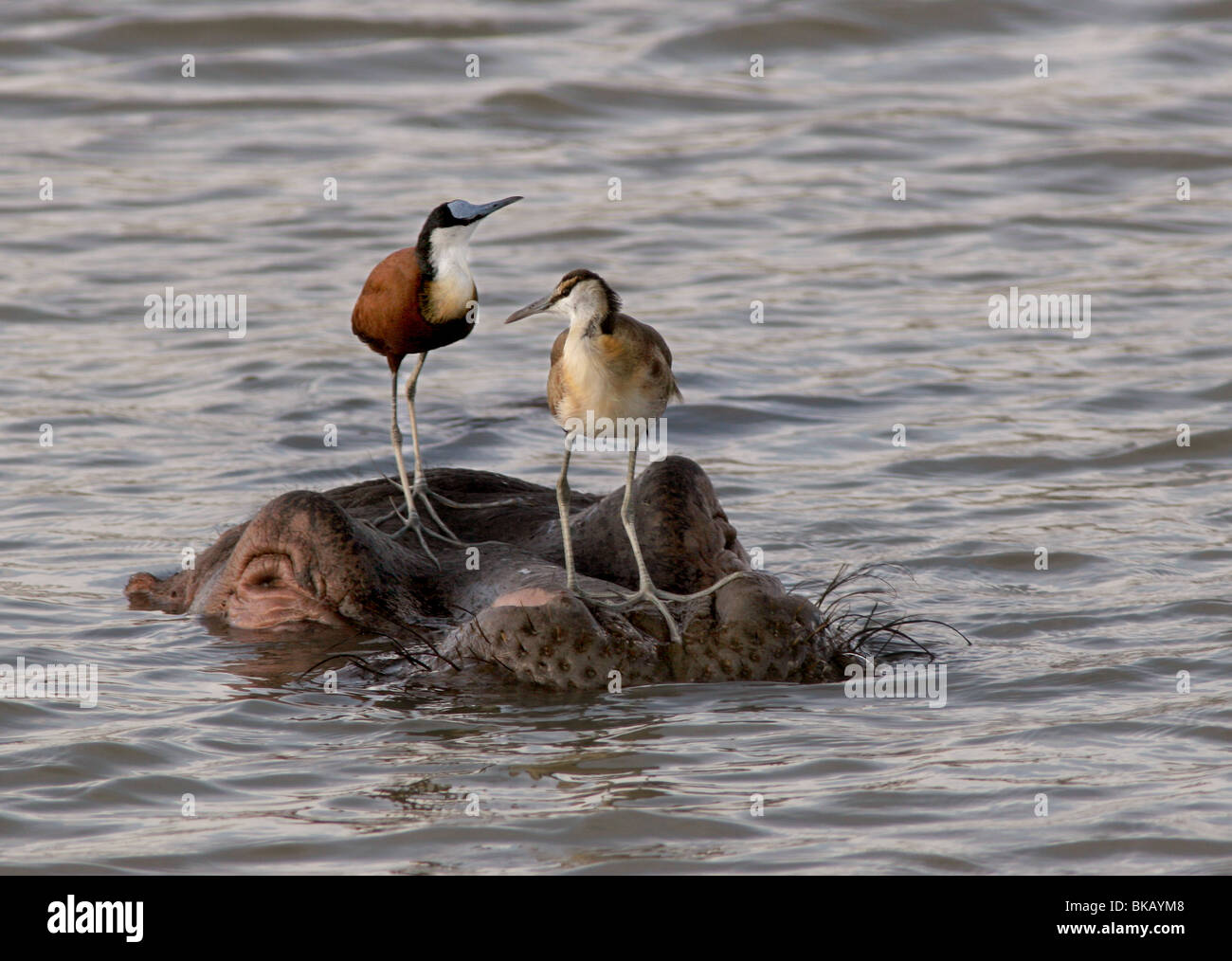 African jacana hippo hi-res stock photography and images - Alamy