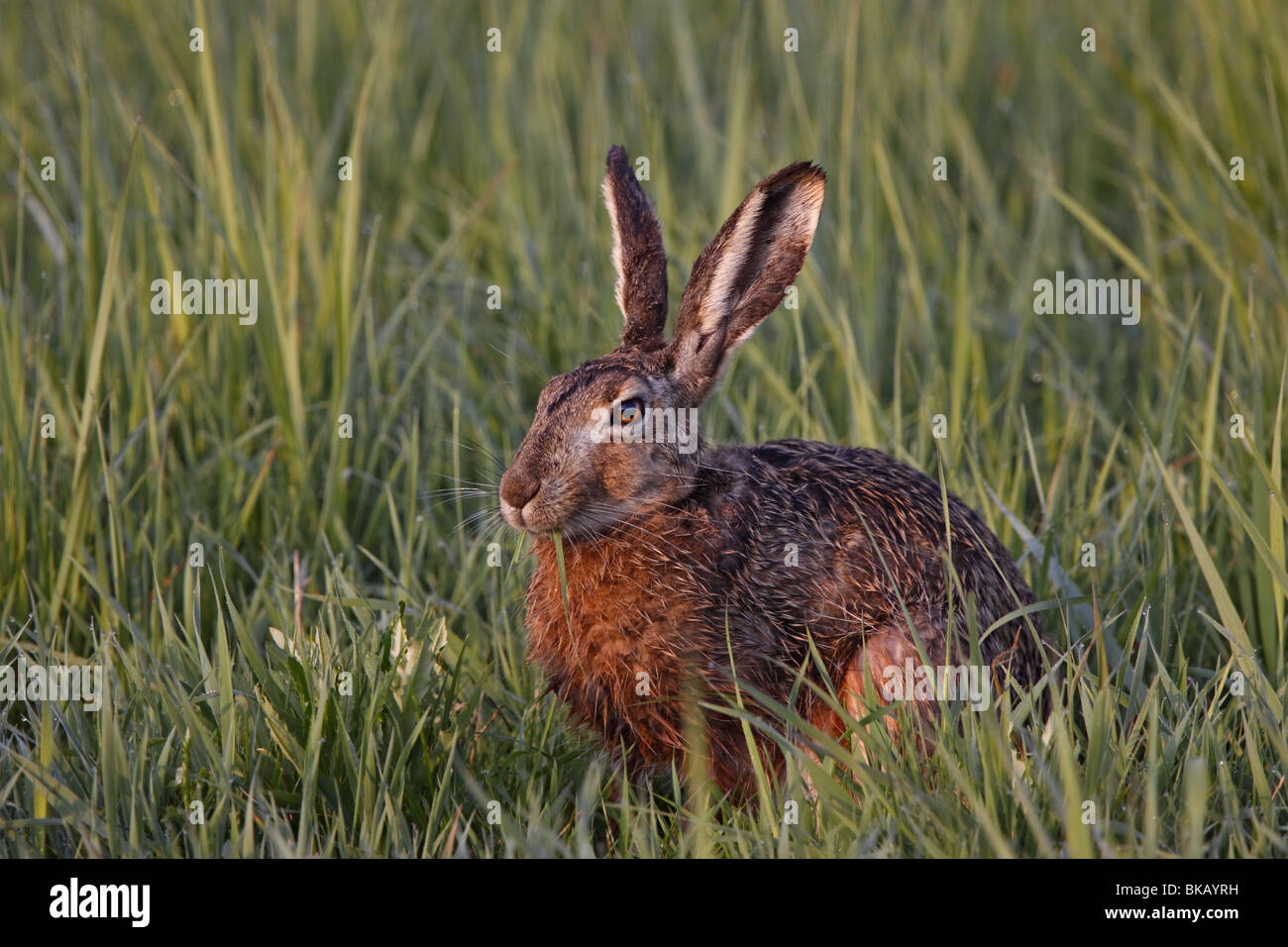 Feldhase, european, hare, Lepus, europaeus Stock Photo - Alamy