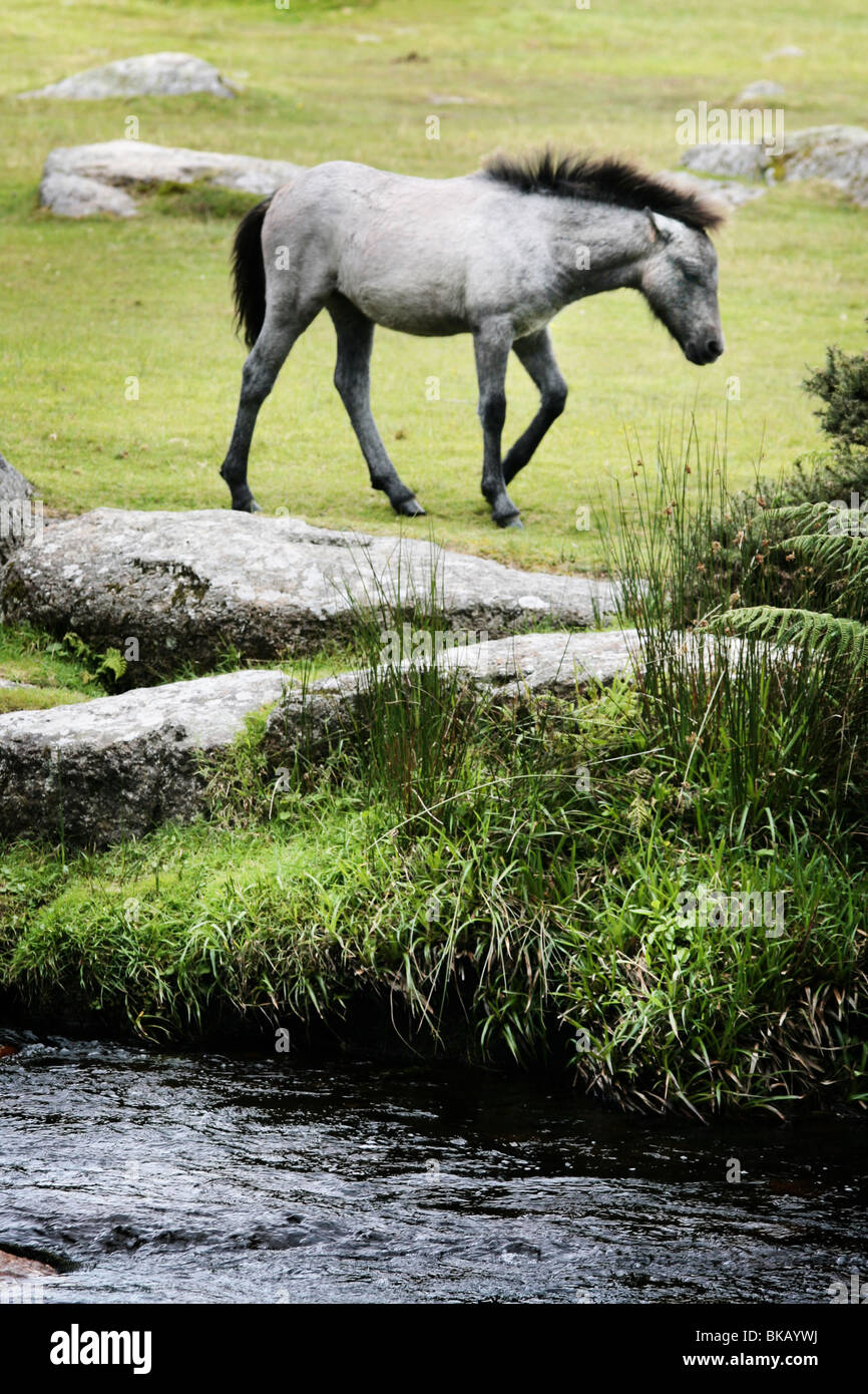 Dartmoor grey hi-res stock photography and images - Alamy