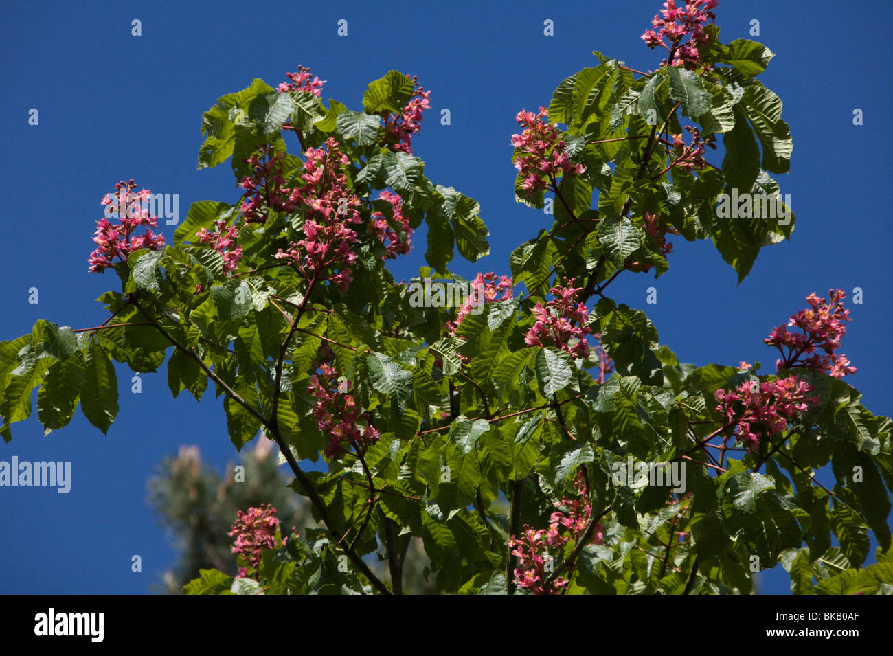 red chestnut tree Stock Photo - Alamy