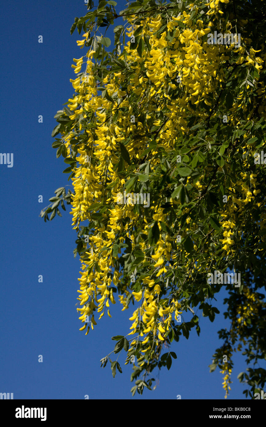Papilionaceous flowers hi-res stock photography and images - Alamy