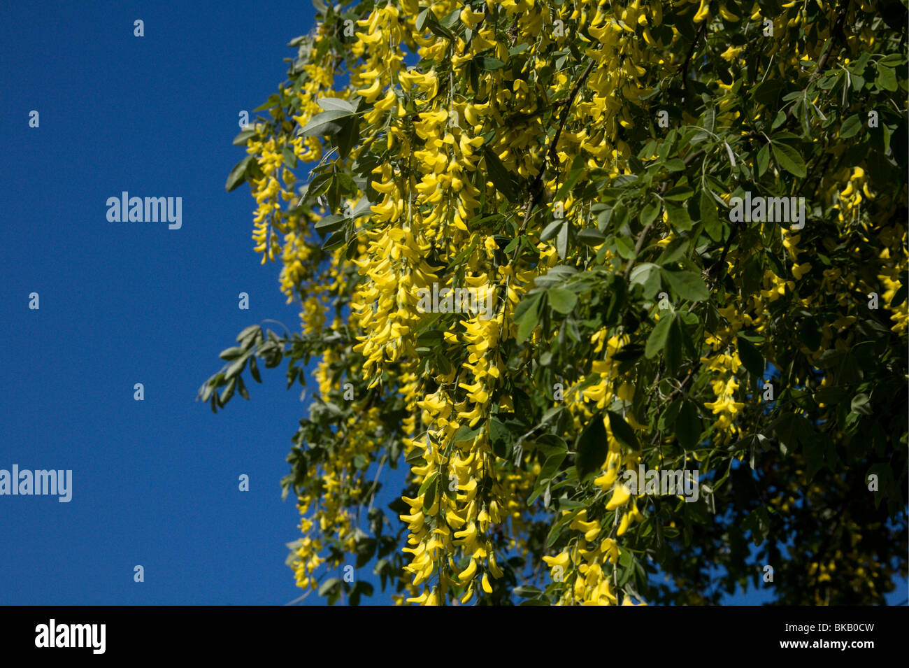 Drooping clusters hi-res stock photography and images - Alamy