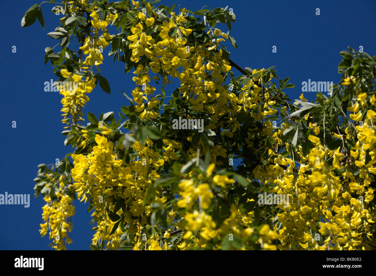 Drooping clusters hi-res stock photography and images - Alamy