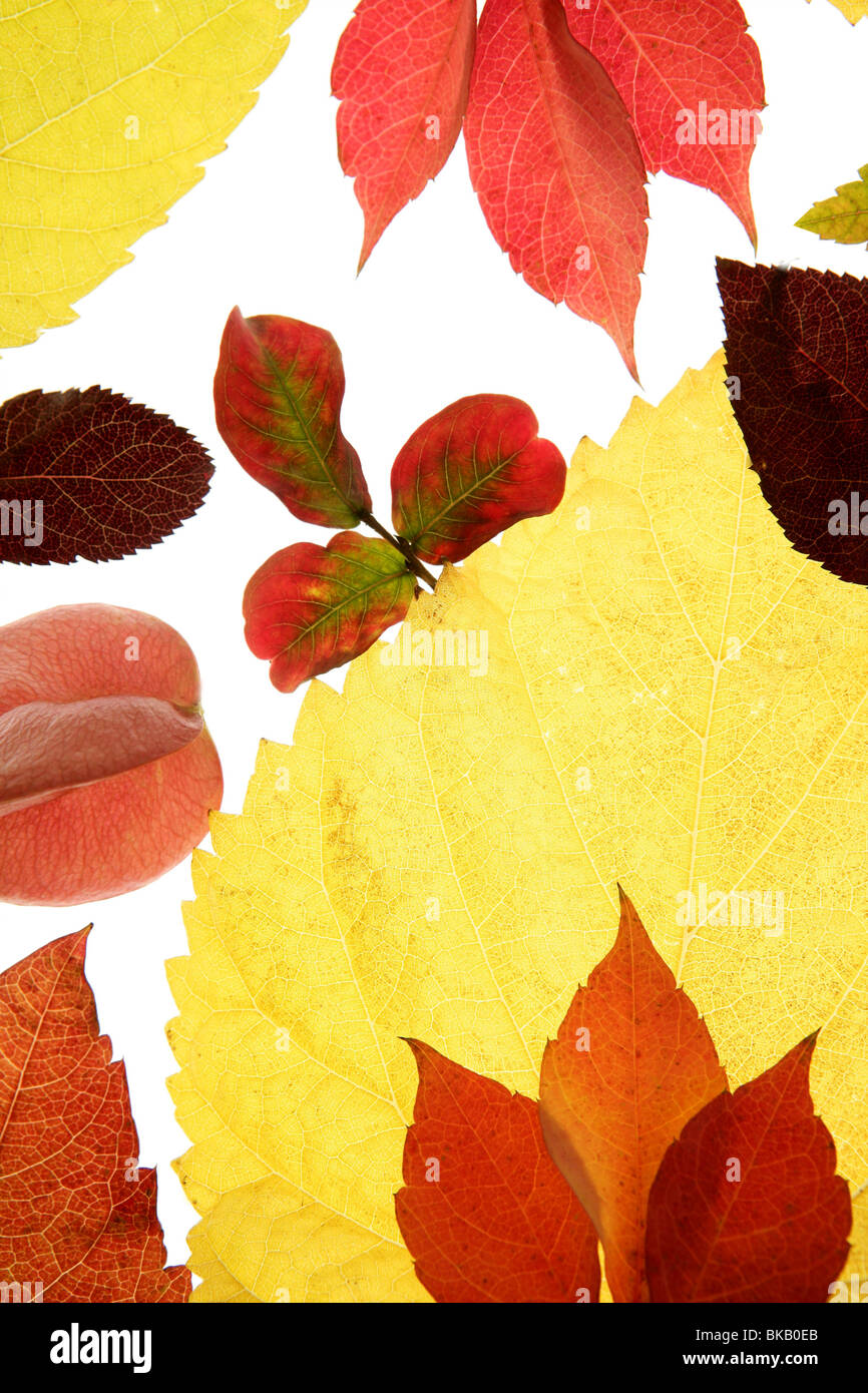Autumn, fall leaves decorative still at studio white background, using ...
