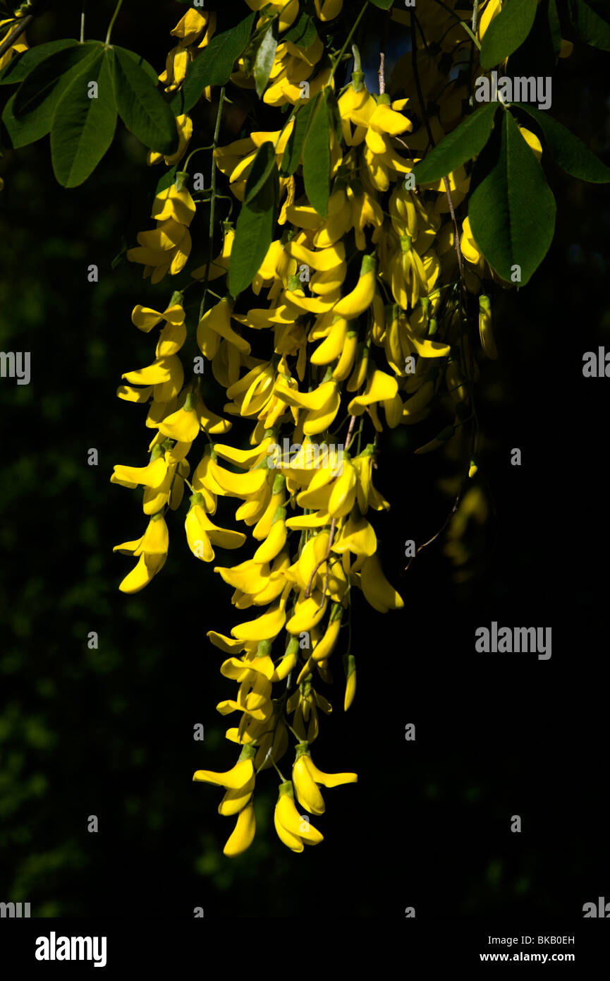 Drooping flowers hi-res stock photography and images - Alamy