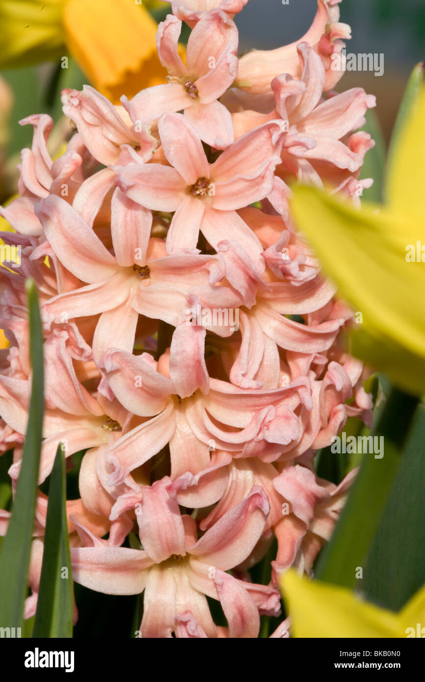 Closeup of Orange Hyacinth Stock Photo - Alamy