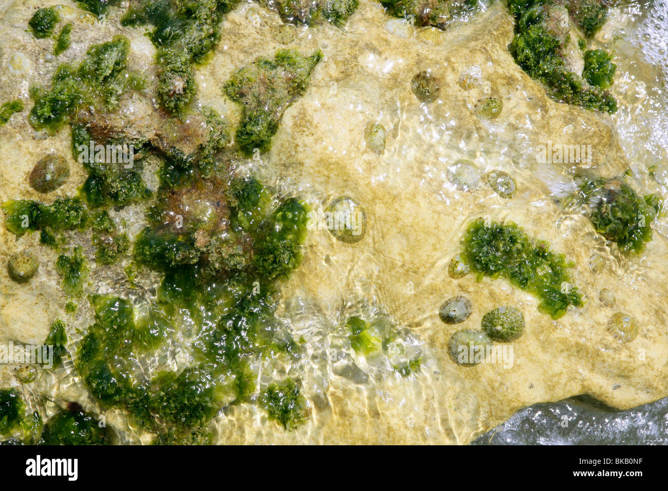 Algae from Mediterranean, green seaweed in the coastline water Stock ...