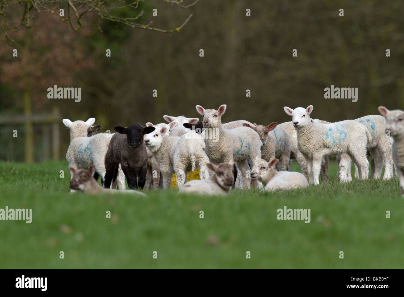 Lambs animal hi-res stock photography and images - Alamy