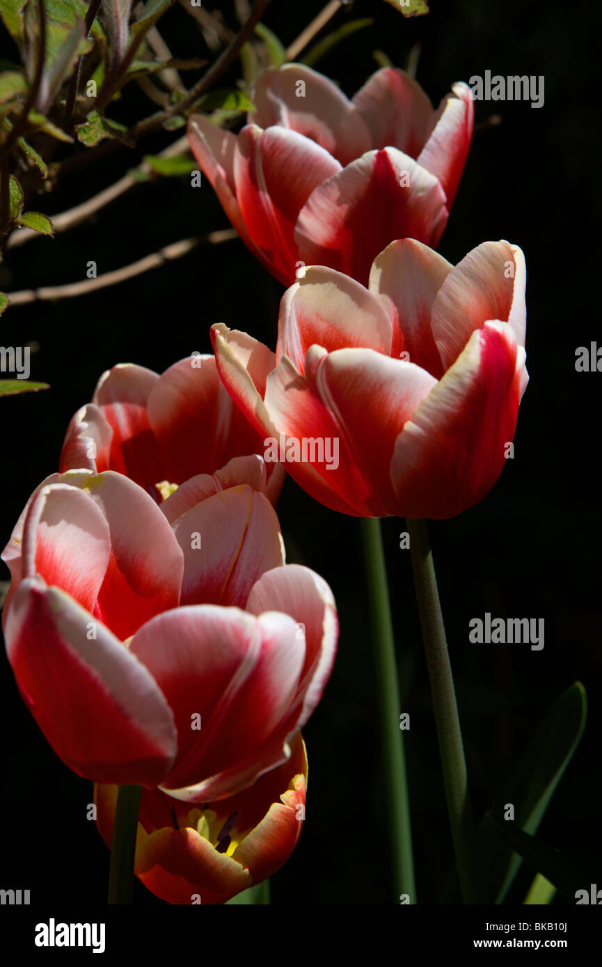 Pashley sussex hi-res stock photography and images - Alamy